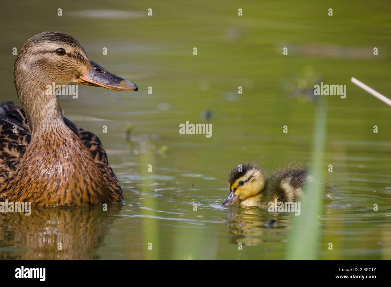 UK WEATHER. Barn Hill Pond, Wembley Park, UK. 9th April 2022. Mallard ...