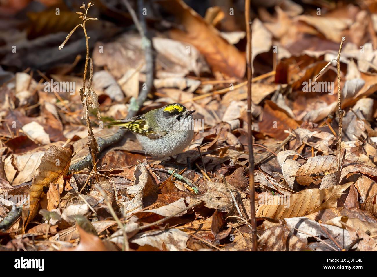 The golden-crowned kinglet (Regulus satrapa Stock Photo - Alamy