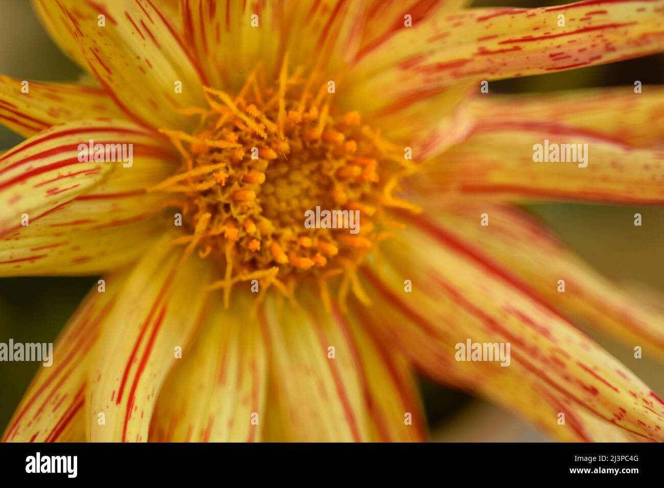 yellow and red striped vulcan dahlia flower Stock Photo - Alamy