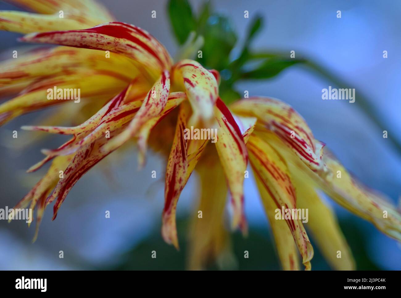 Dahlia vulcan hi-res stock photography and images - Alamy