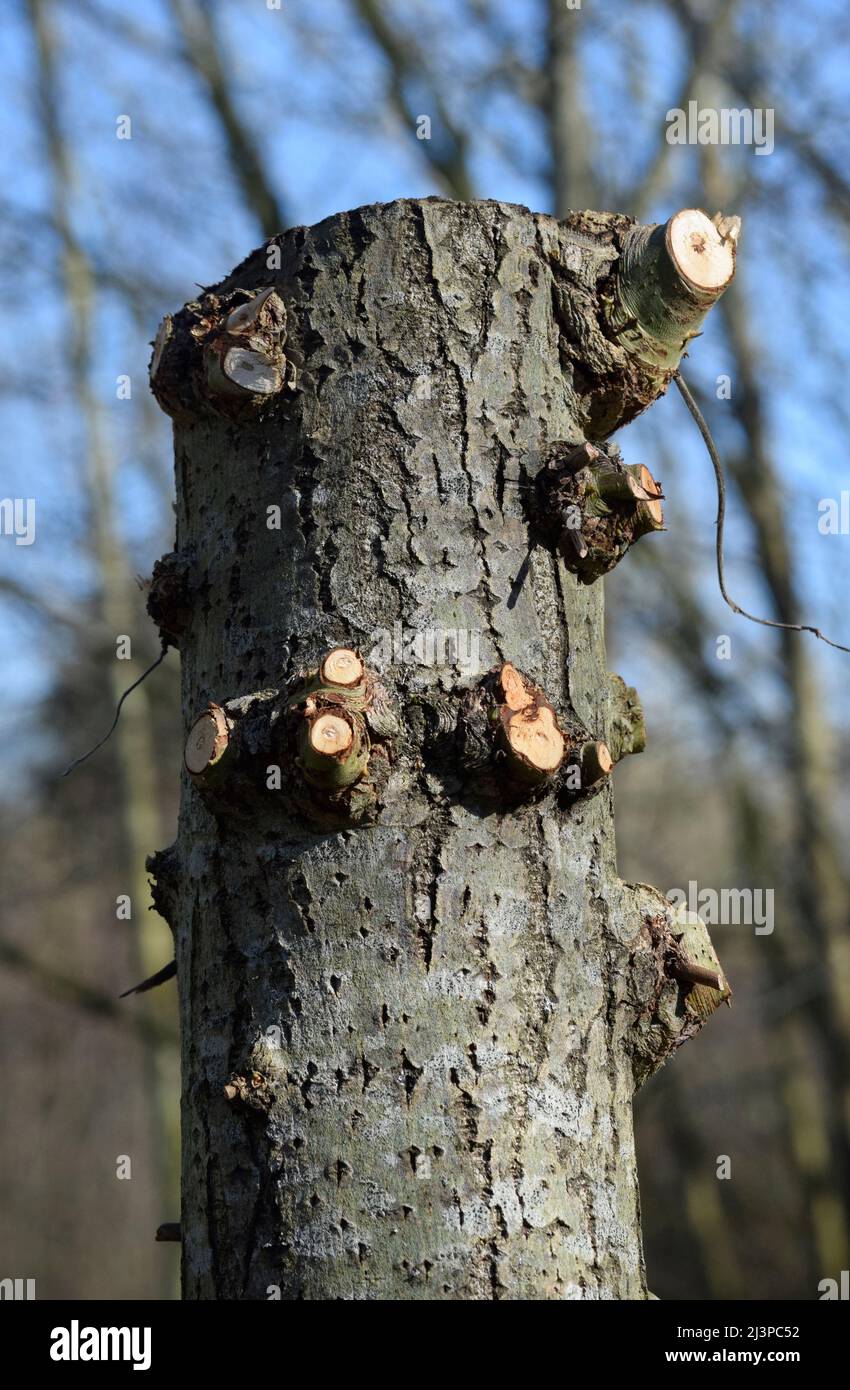 pollarded tree, england Stock Photo - Alamy
