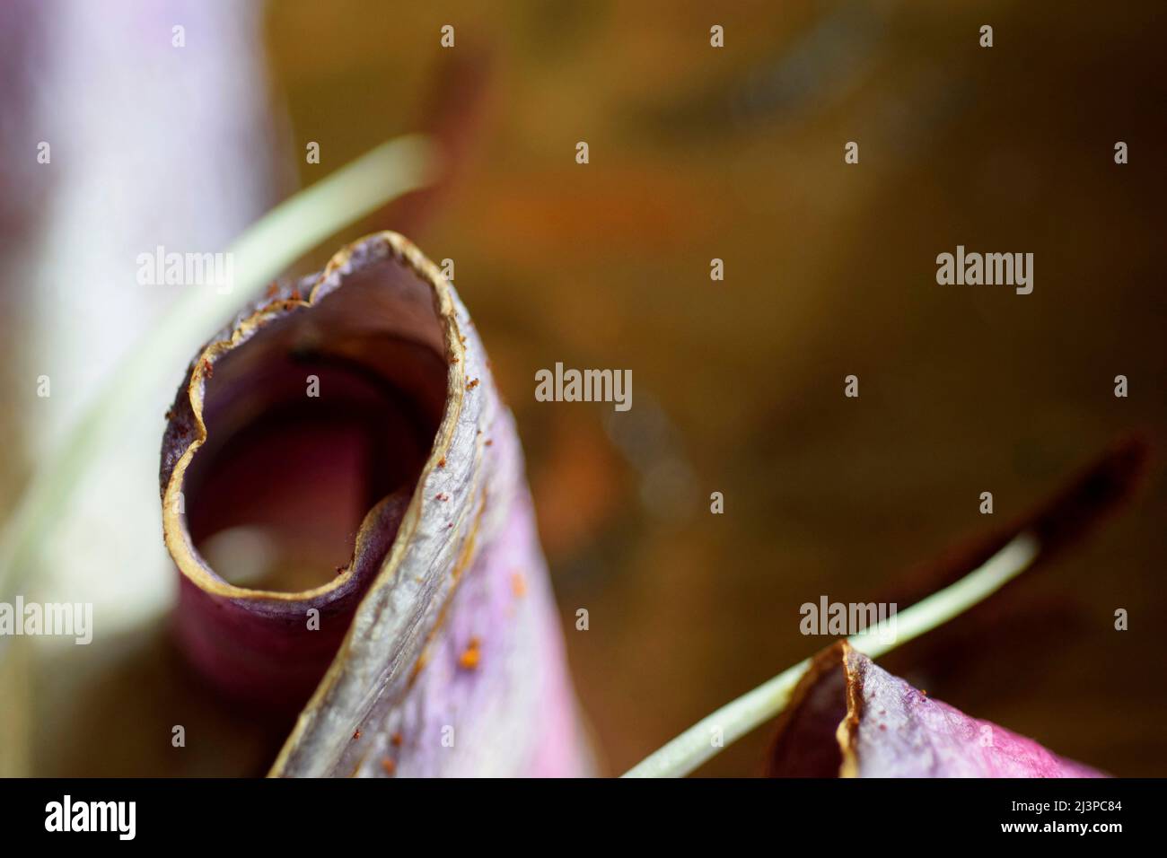 dying lily petals Stock Photo - Alamy