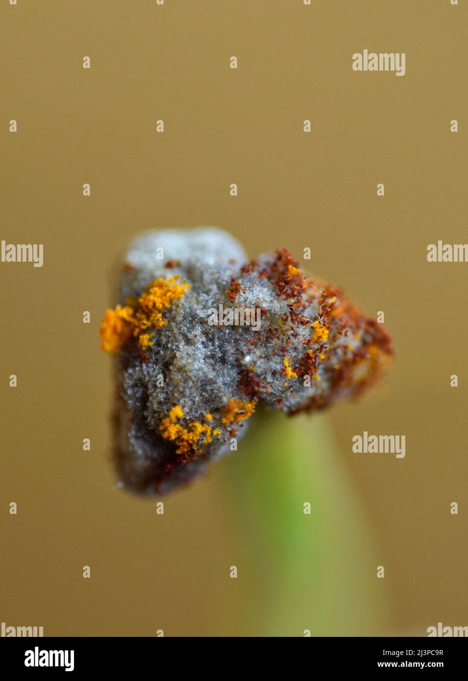 lily flower stigma with pollen Stock Photo - Alamy