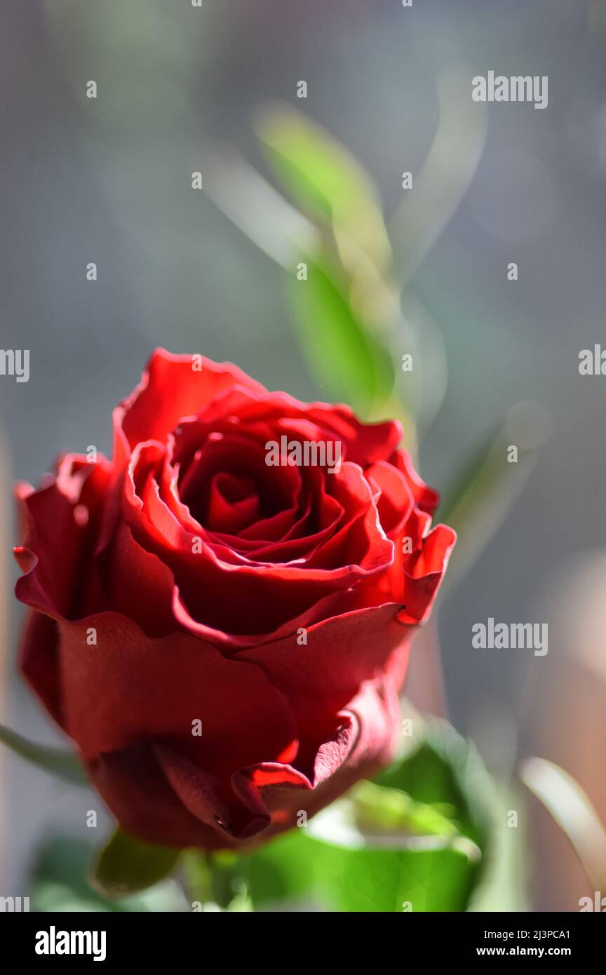 One single red roses flowers outdoors hi-res stock photography and ...