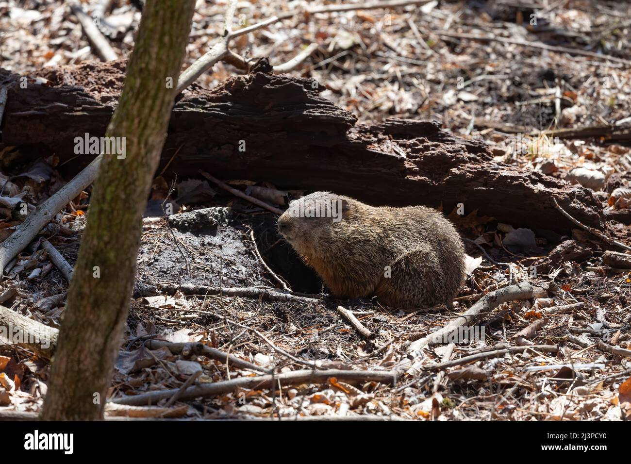 The groundhog (Marmota monax), also known as a woodchuck Stock Photo ...