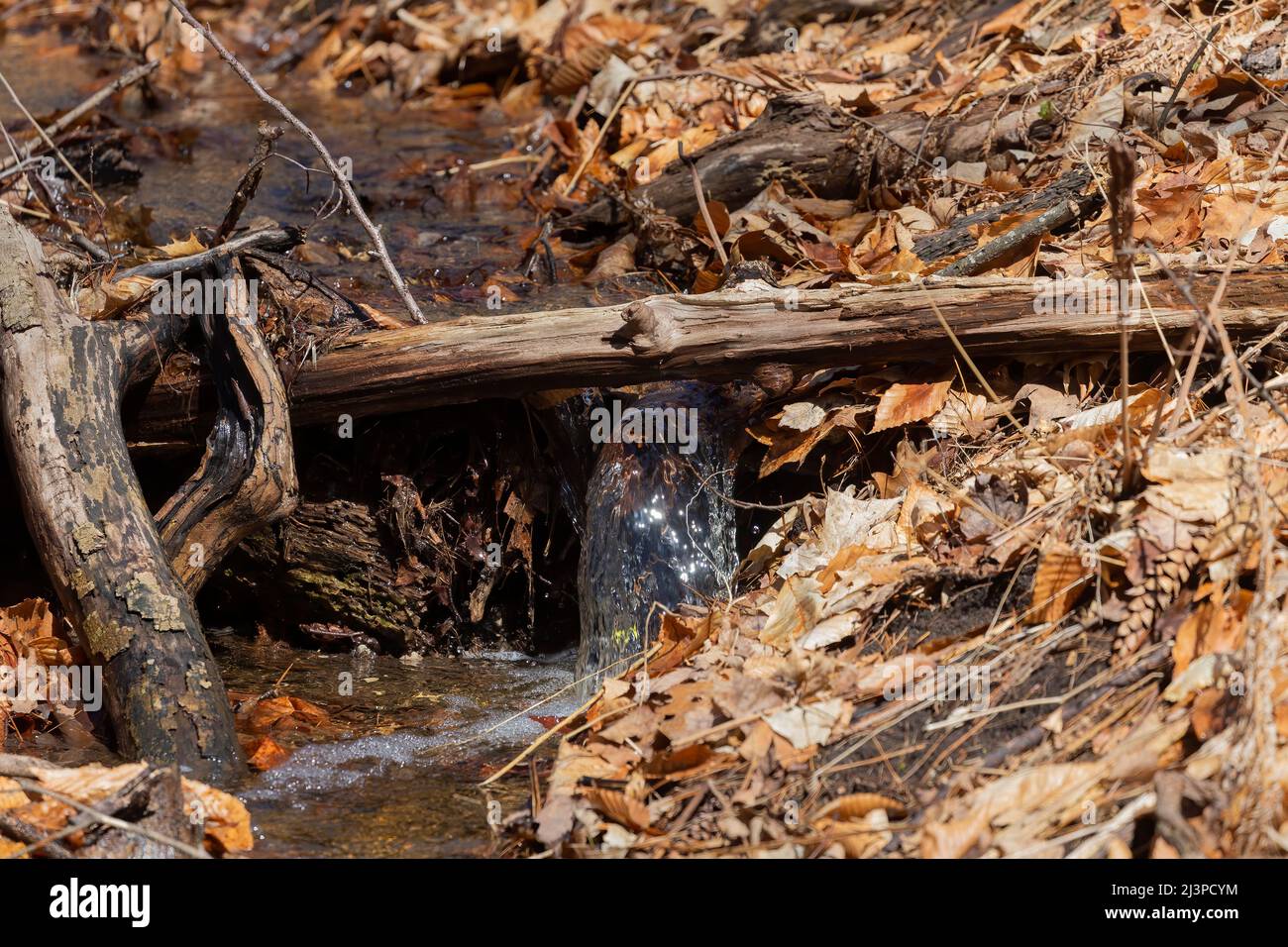 a small stream in the forest, spring time in Wisconsin Stock Photo - Alamy