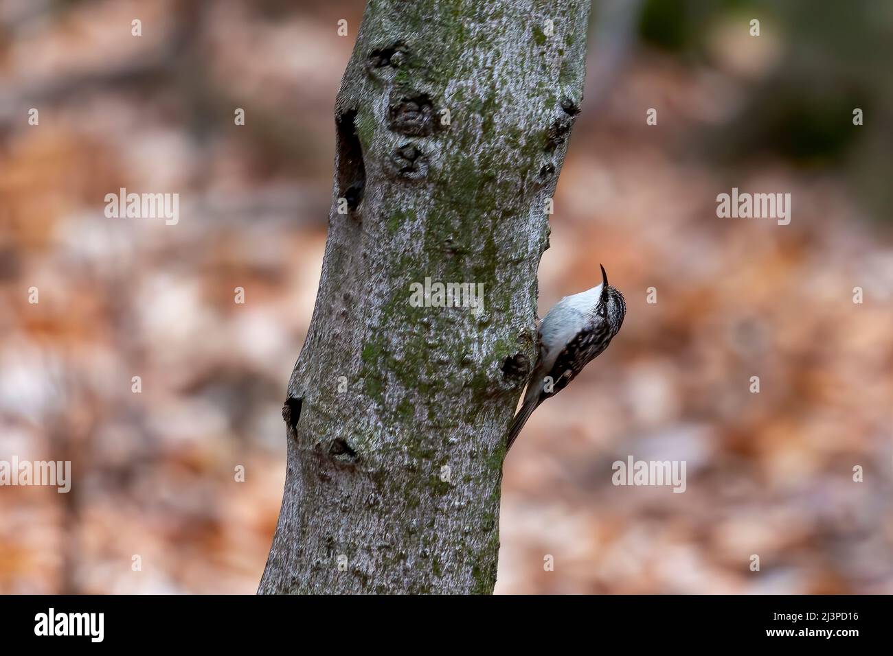 The brown creeper (Certhia americana), also known as the American ...