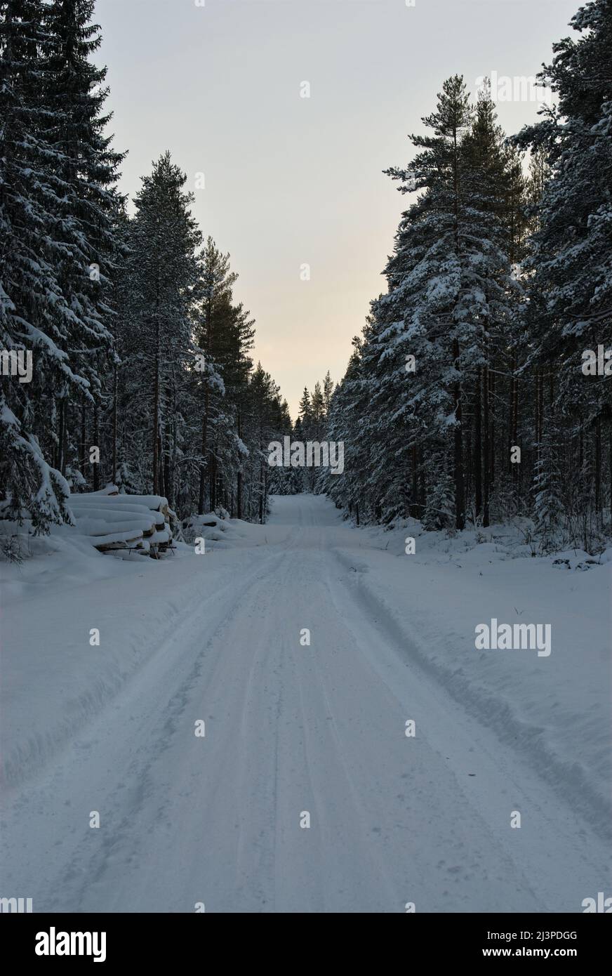 A very snowy forest in Sweden Stock Photo - Alamy