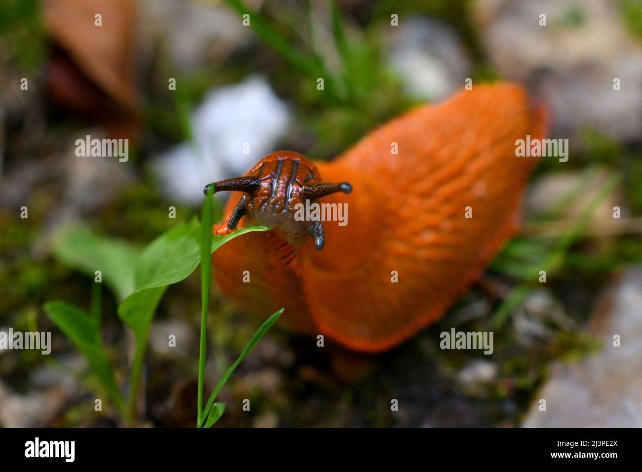 Invasive parasites hi-res stock photography and images - Alamy