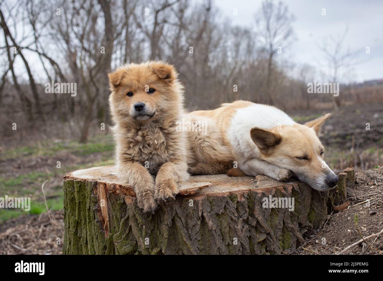 Homeless dogs hi-res stock photography and images - Alamy