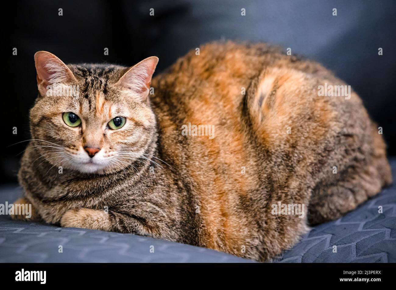 A fat cat sitting on the sofa and relaxing Stock Photo - Alamy