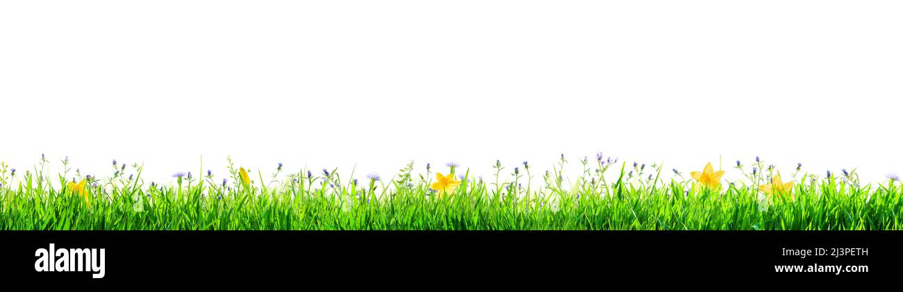 line of grass with wild flowers isolated on white background Stock ...