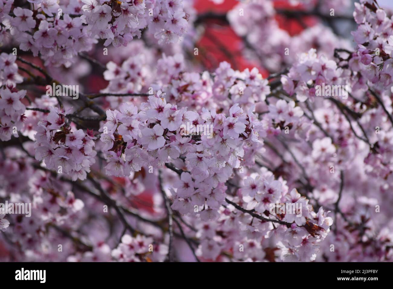 Lateral sunlight lets Cherry blossoms shine Stock Photo - Alamy