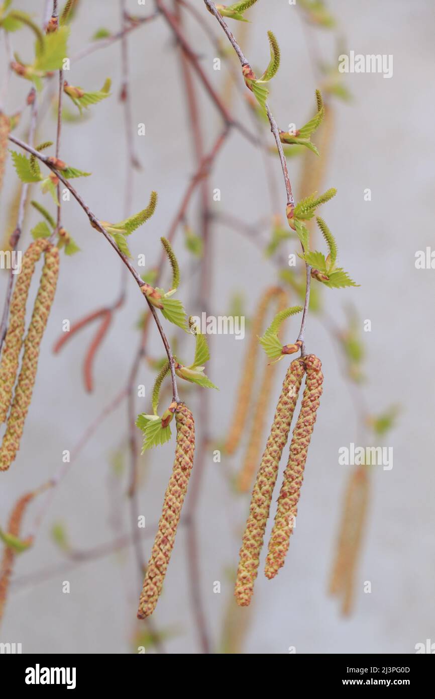 Betula. Common Alder. Branch of a birch tree. Betula Pendula leaves ...