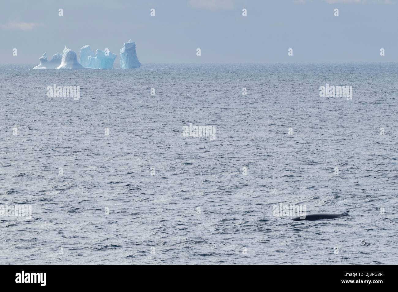 Antarctica, Southern Ocean. Fin whales (Balaenoptera physalus Stock Photo - Alamy