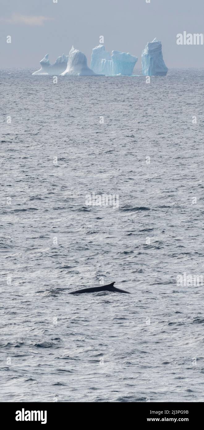 Antarctica, Southern Ocean. Fin whales (Balaenoptera physalus Stock Photo - Alamy