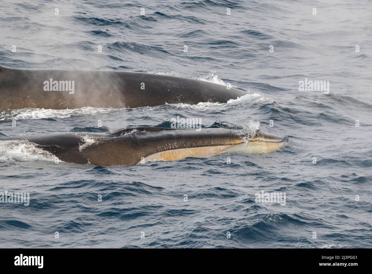 Common rorqual antarctica hi-res stock photography and images - Alamy