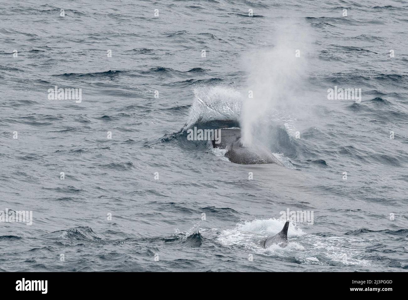 Razorback antarctica hi-res stock photography and images - Alamy