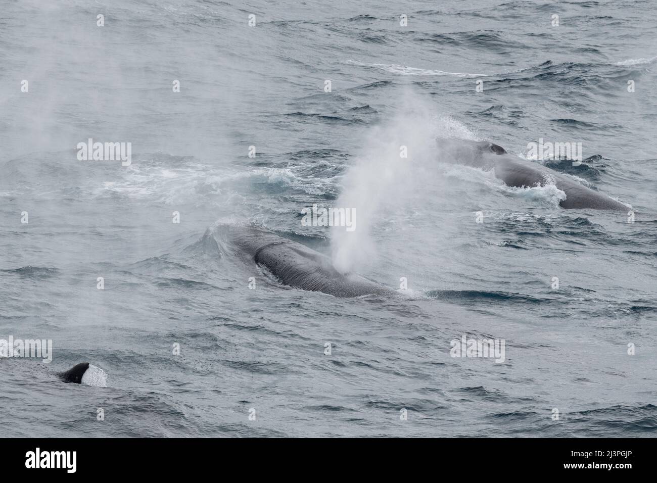 Antarctica, Southern Ocean. Fin whales (Balaenoptera physalus Stock Photo - Alamy