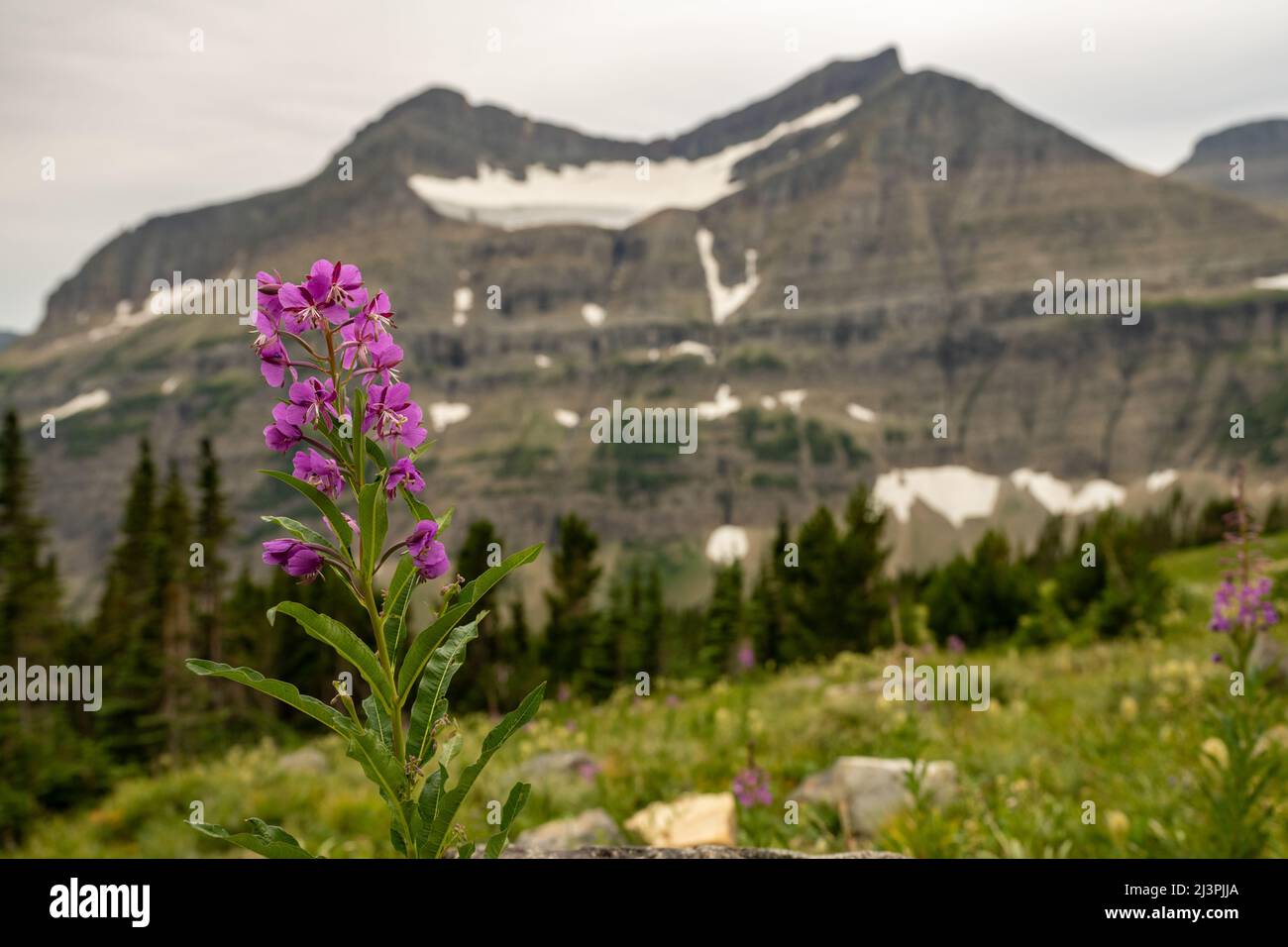 Fireweed blooms hi-res stock photography and images - Alamy