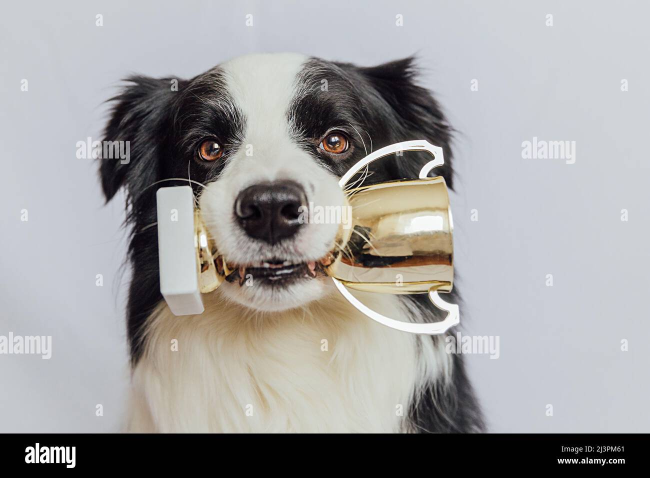 Cute puppy dog border collie holding gold champion trophy cup in mouth ...