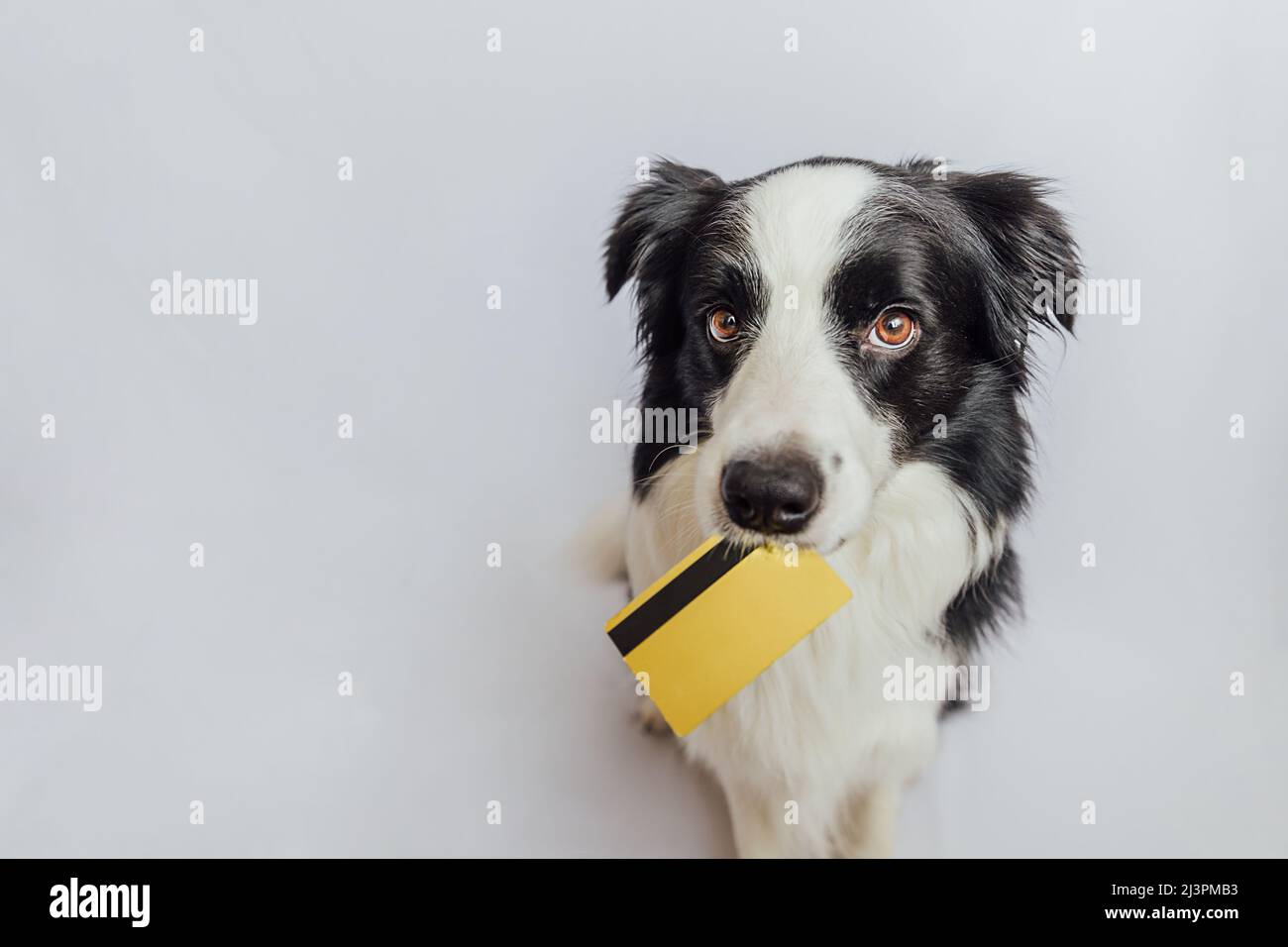 Cute puppy dog border collie holding gold bank credit card in mouth ...