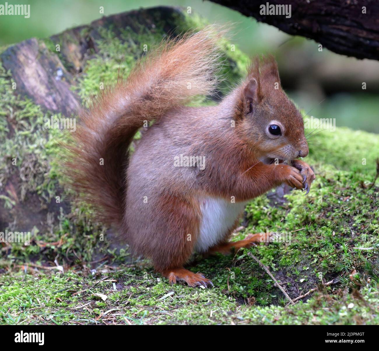 Red Squirrel (Sciurus Vulgaris Stock Photo - Alamy