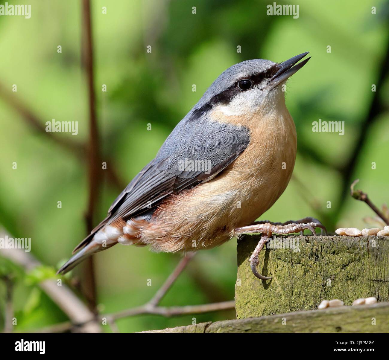 British and european birdlife hi-res stock photography and images - Alamy
