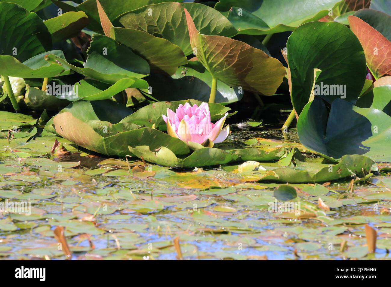 Lilly pad ponds hi-res stock photography and images - Alamy