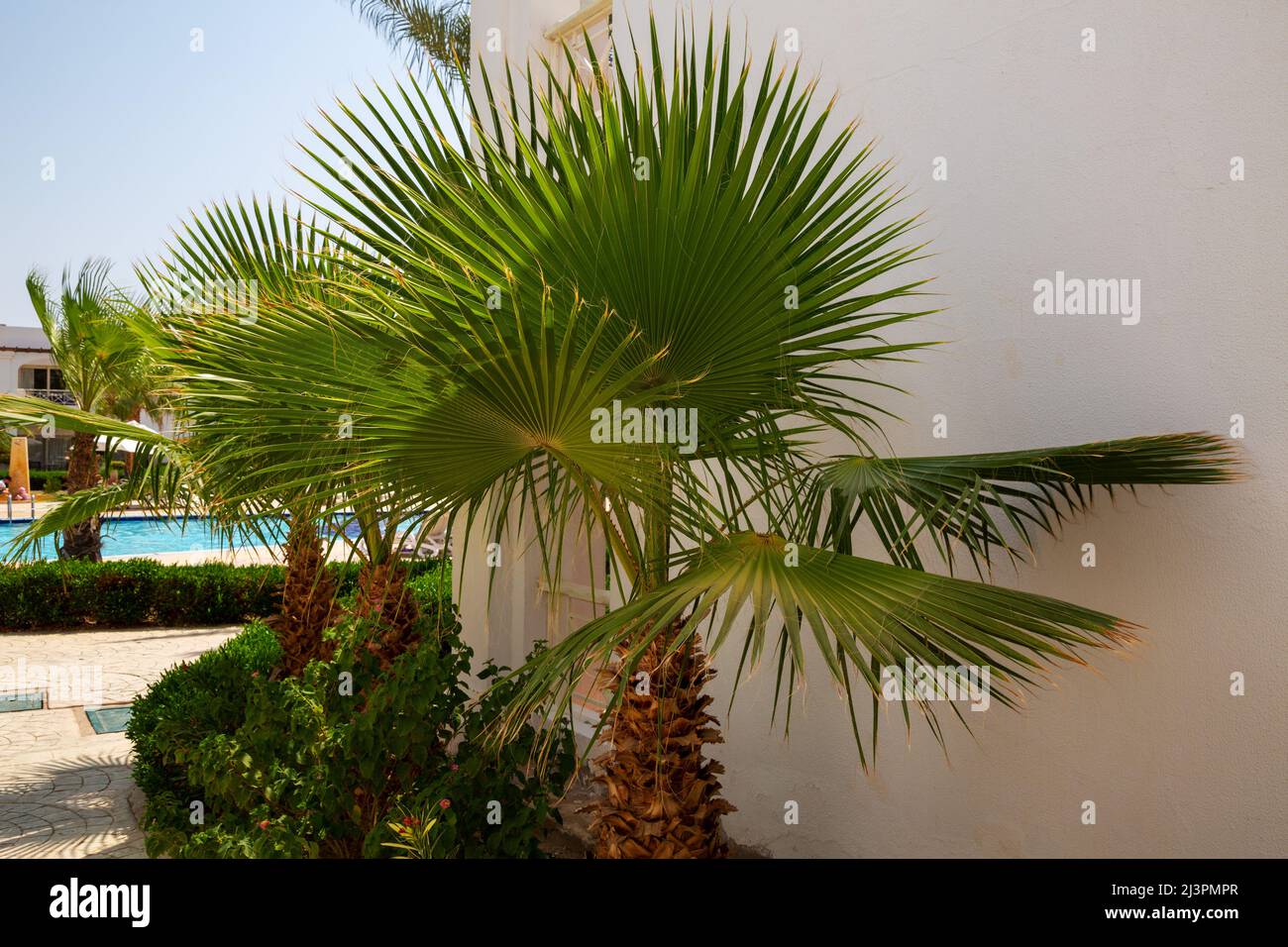 Palm Trees with Green Leaves in Sharm el-Sheikh, Egypt Stock Photo - Alamy