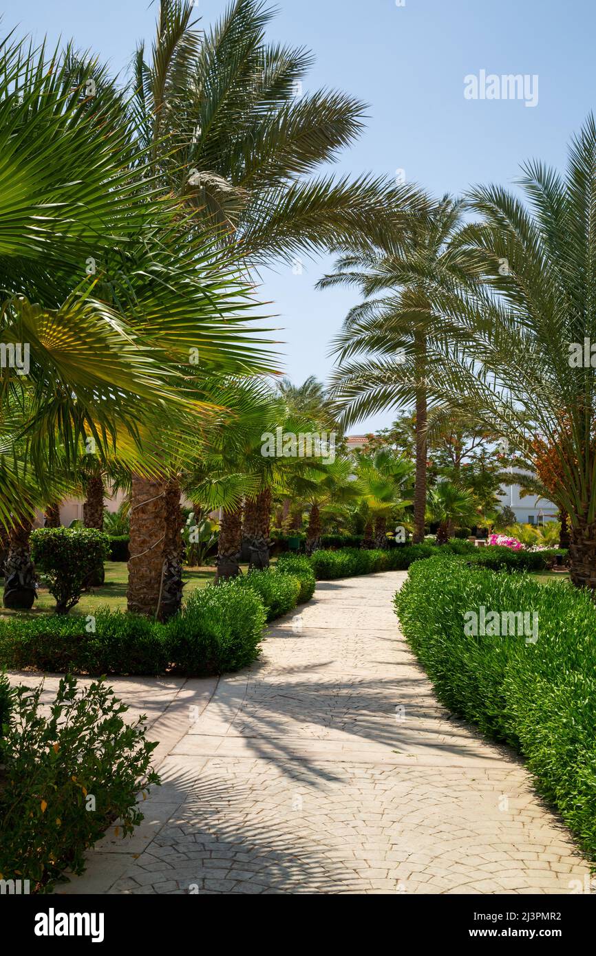 Palm Trees with Green Leaves in Sharm el-Sheikh, Egypt Stock Photo - Alamy