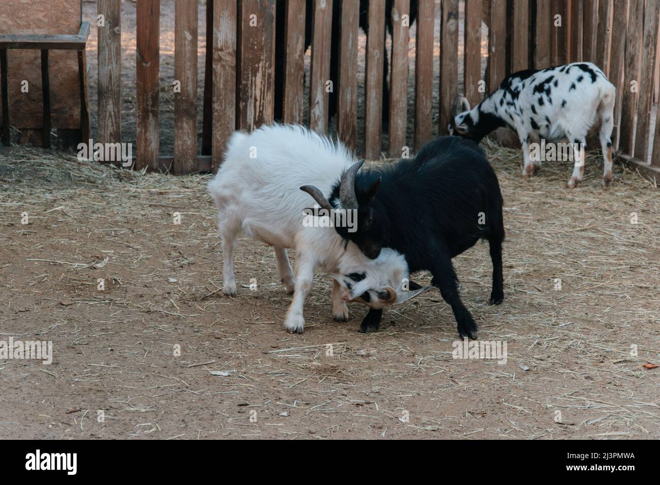 Young goats fighting Stock Photo - Alamy