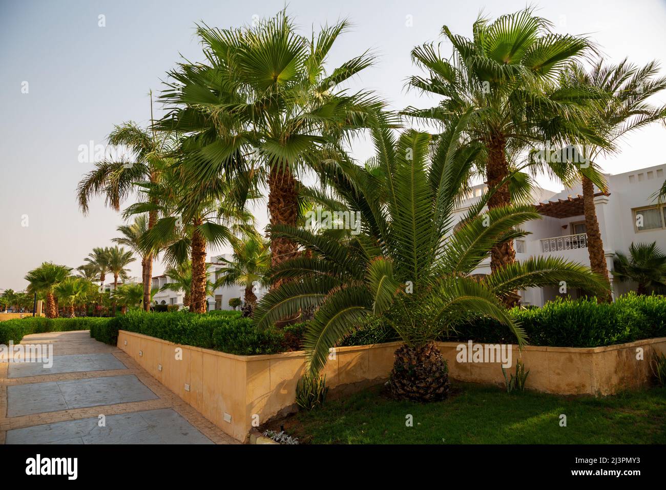 Palm Trees with Green Leaves in Sharm el-Sheikh, Egypt Stock Photo - Alamy