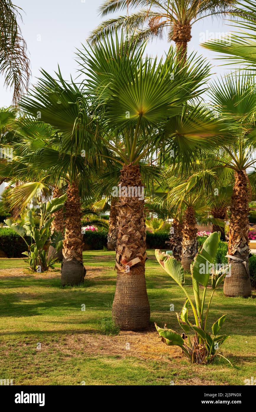 Palm Trees with Green Leaves in Sharm el-Sheikh, Egypt Stock Photo - Alamy