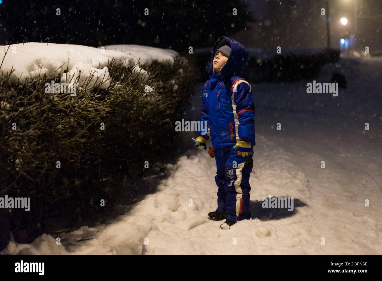 Park alley with falling snow at night Stock Photo - Alamy