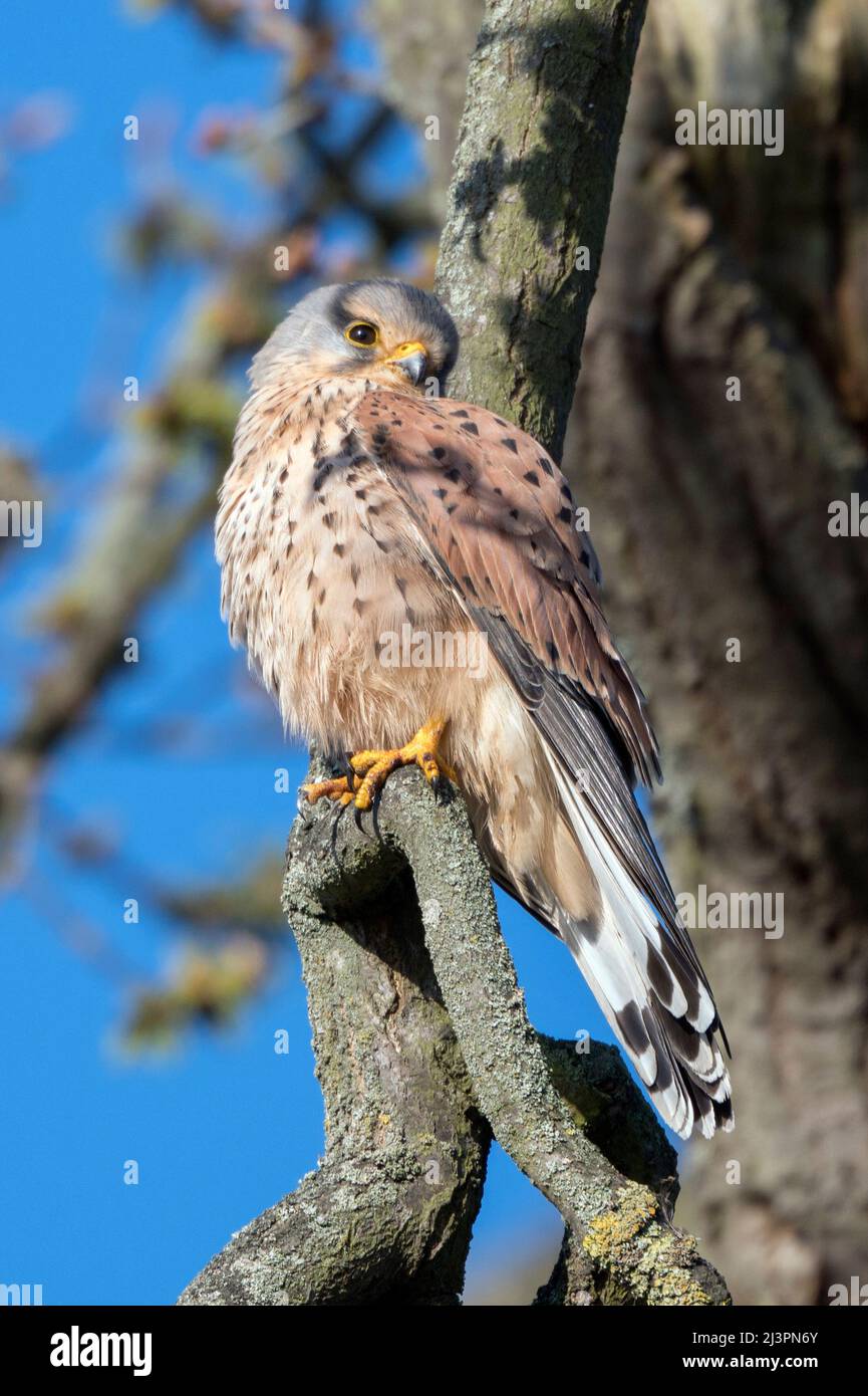 Upright image of common Kestrel in Surrey England Stock Photo - Alamy