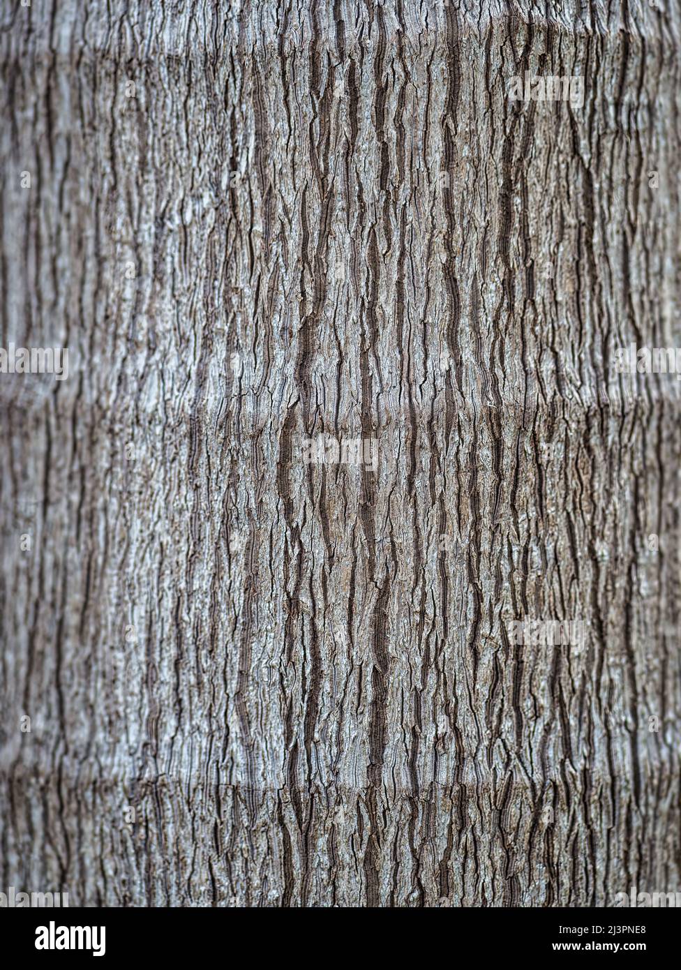 Bark tree natural wood texture pattern Stock Photo - Alamy
