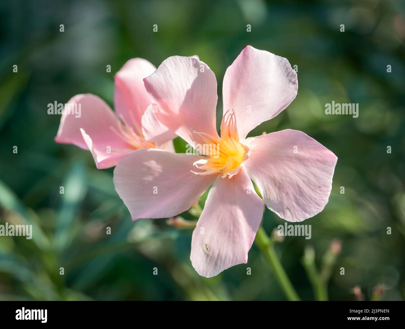 Close up detail with Nerium oleander commonly known as oleander or ...