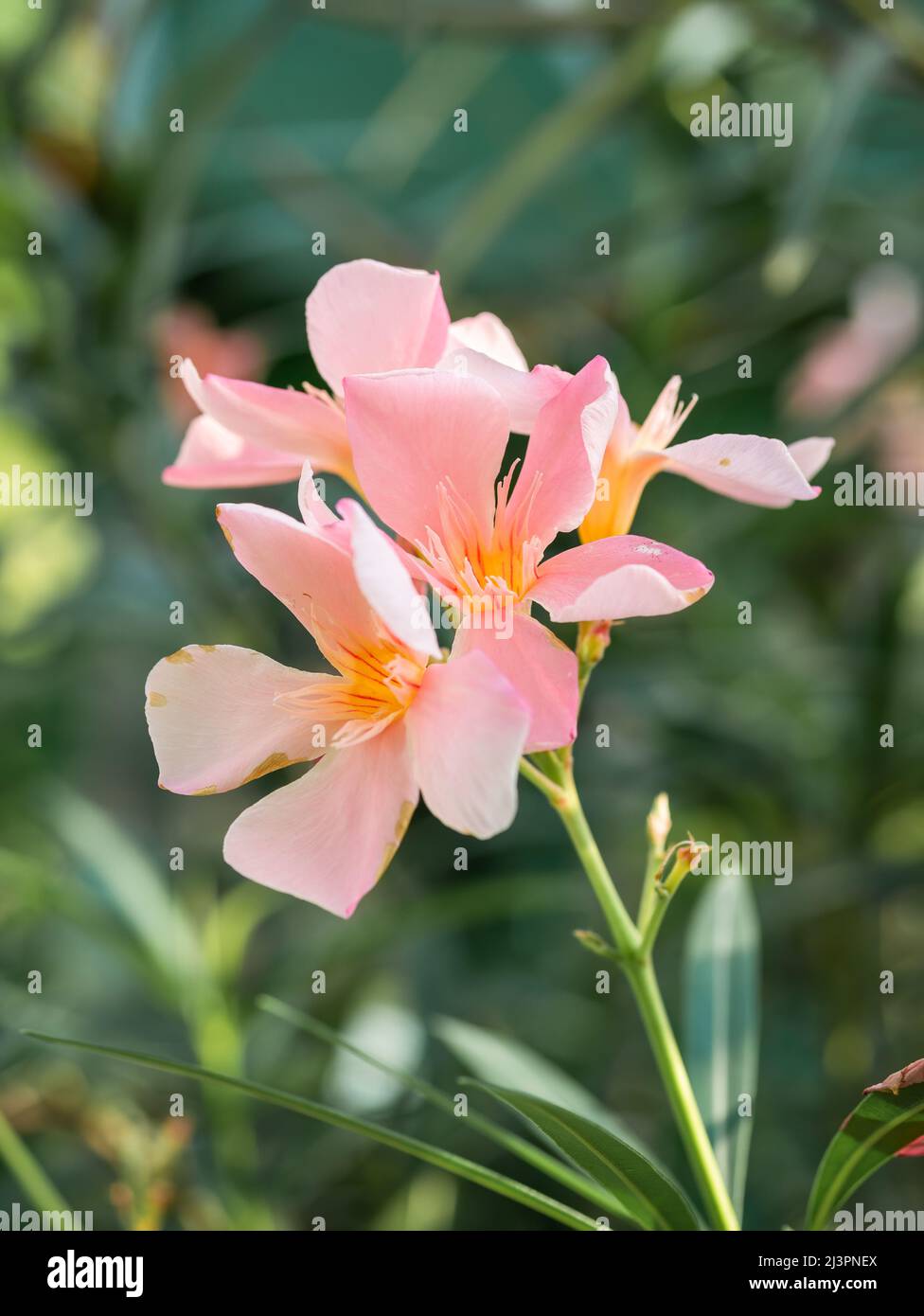 Close up detail with Nerium oleander commonly known as oleander or ...
