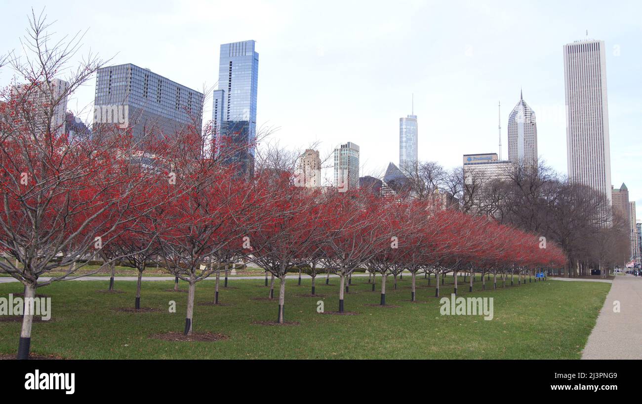 CHICAGO, ILLINOIS, UNITED STATES - DEC 11, 2015: Trees with red leaves ...