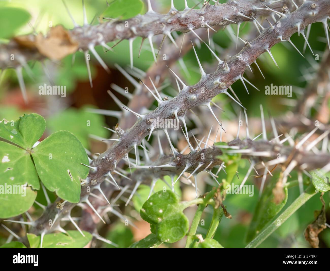 Thorny branches of Euphorbia milii also known as the crown of thorns ...