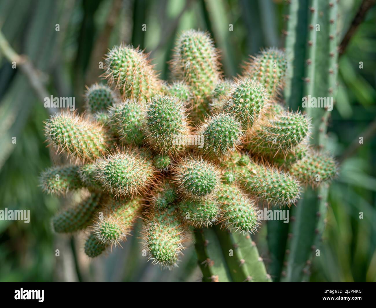Cereus jamacaru, known as mandacaru or cardeiro. small cactus Stock ...
