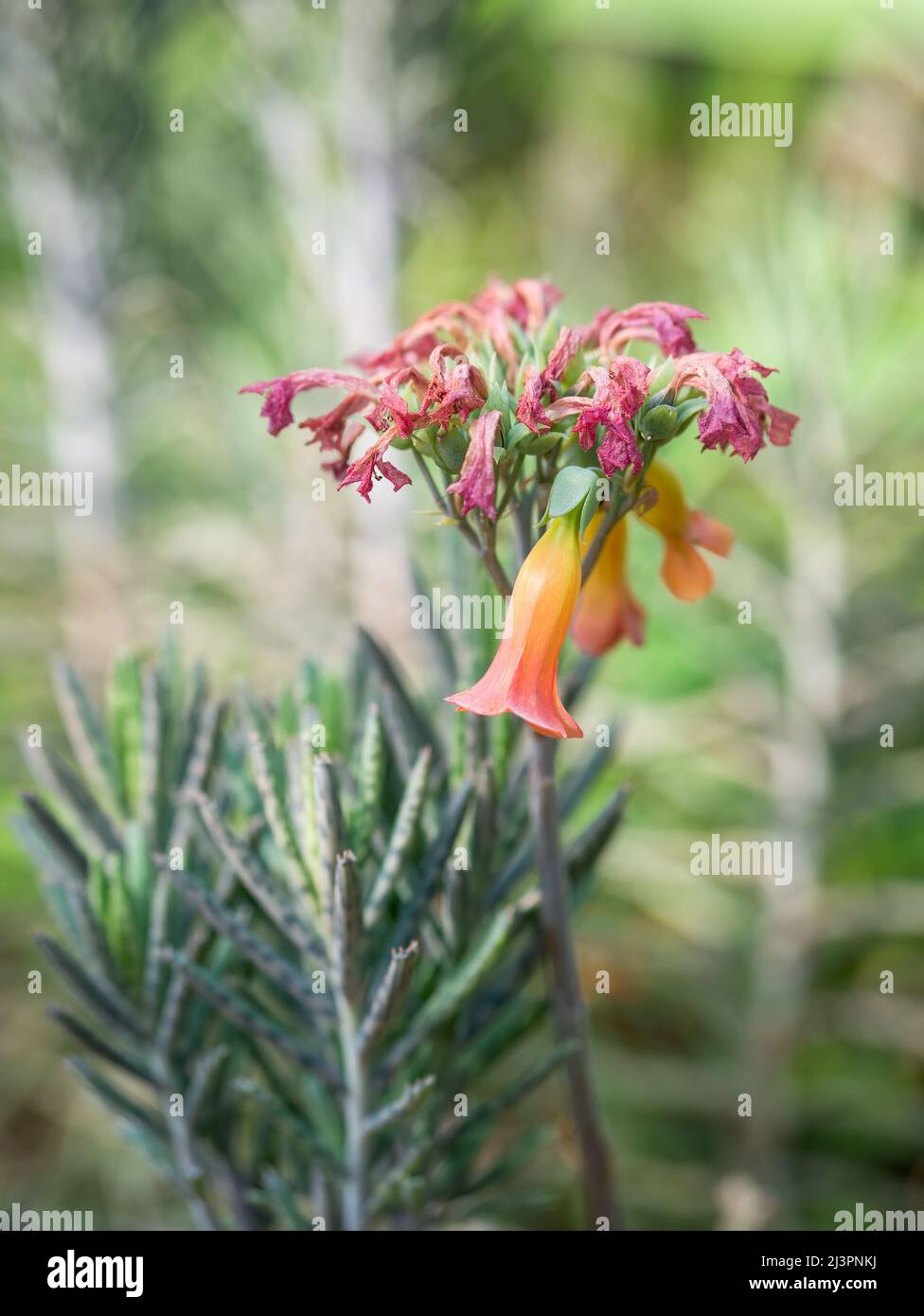 Kalanchoe delagoensis, formerly known as Bryophyllum delagoense and ...