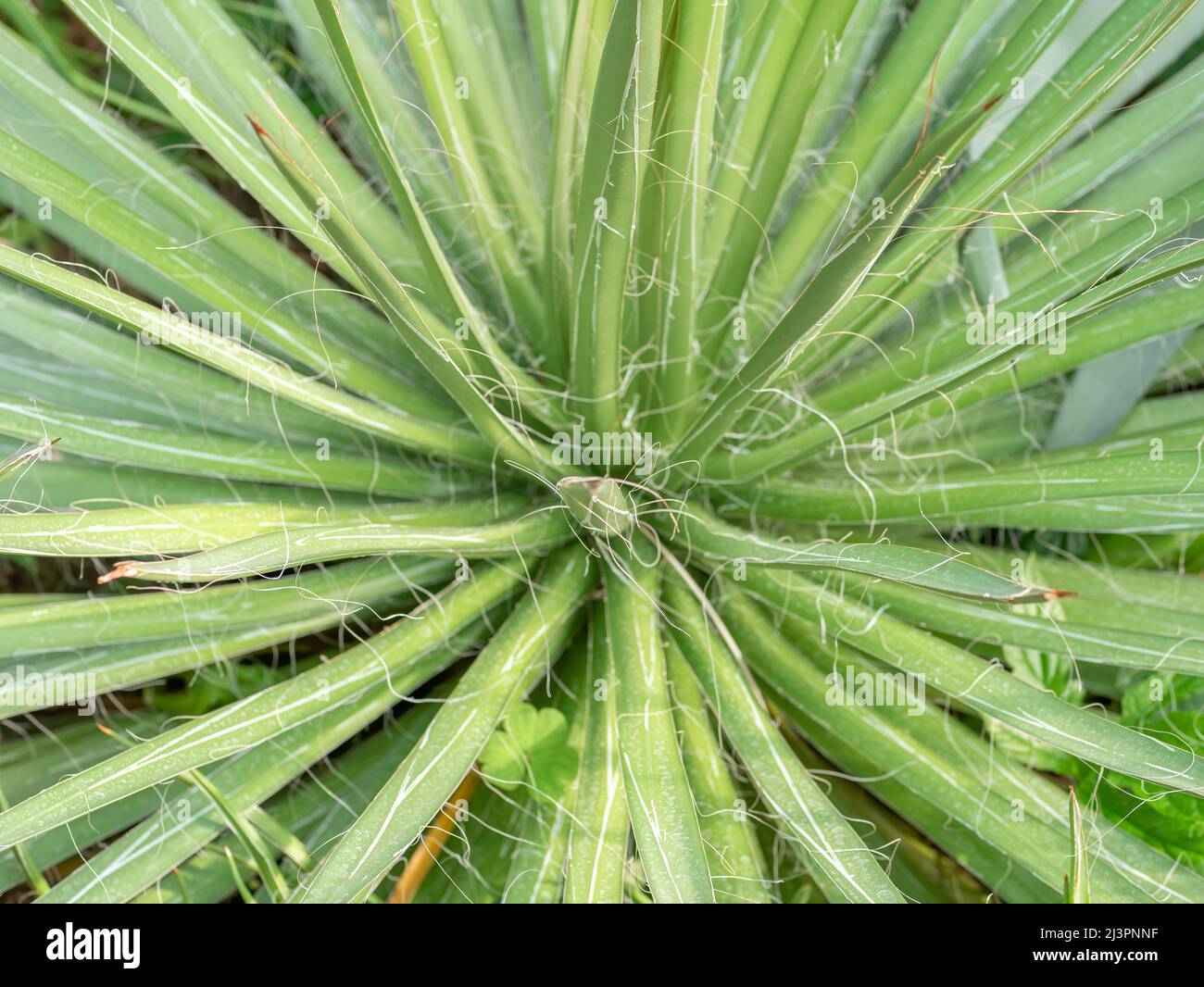 Agave filifera hi-res stock photography and images - Alamy