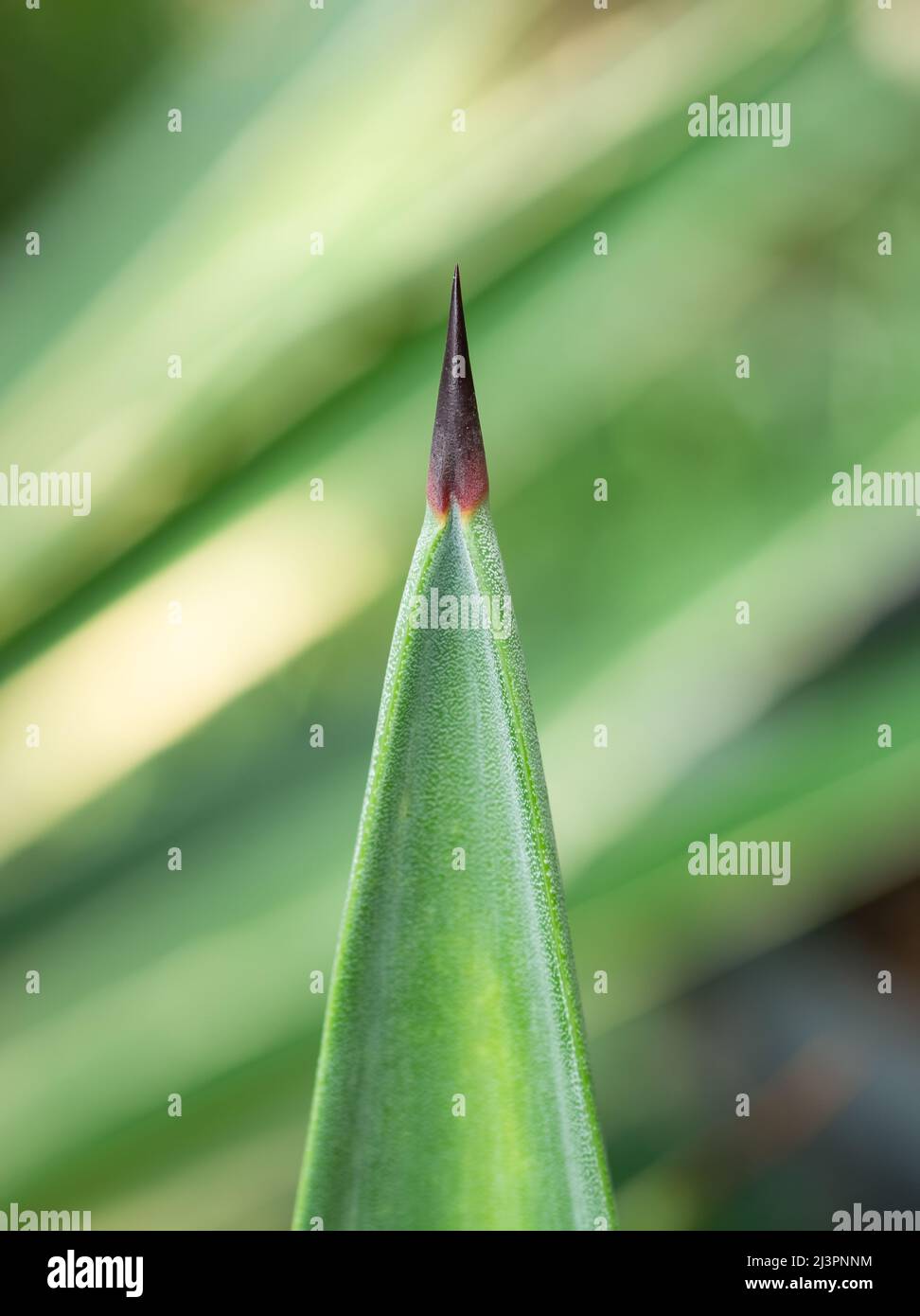 Close up detail with a green agave leaf with dark red spike needle ...