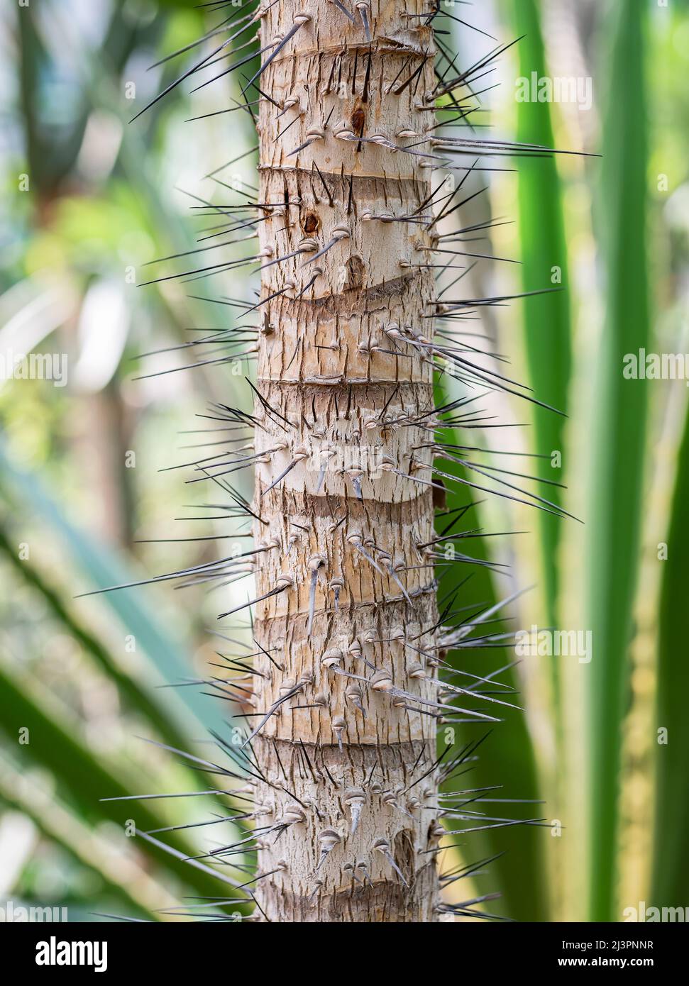 Detail with the trunk of Aiphanes minima spiny plant Stock Photo - Alamy