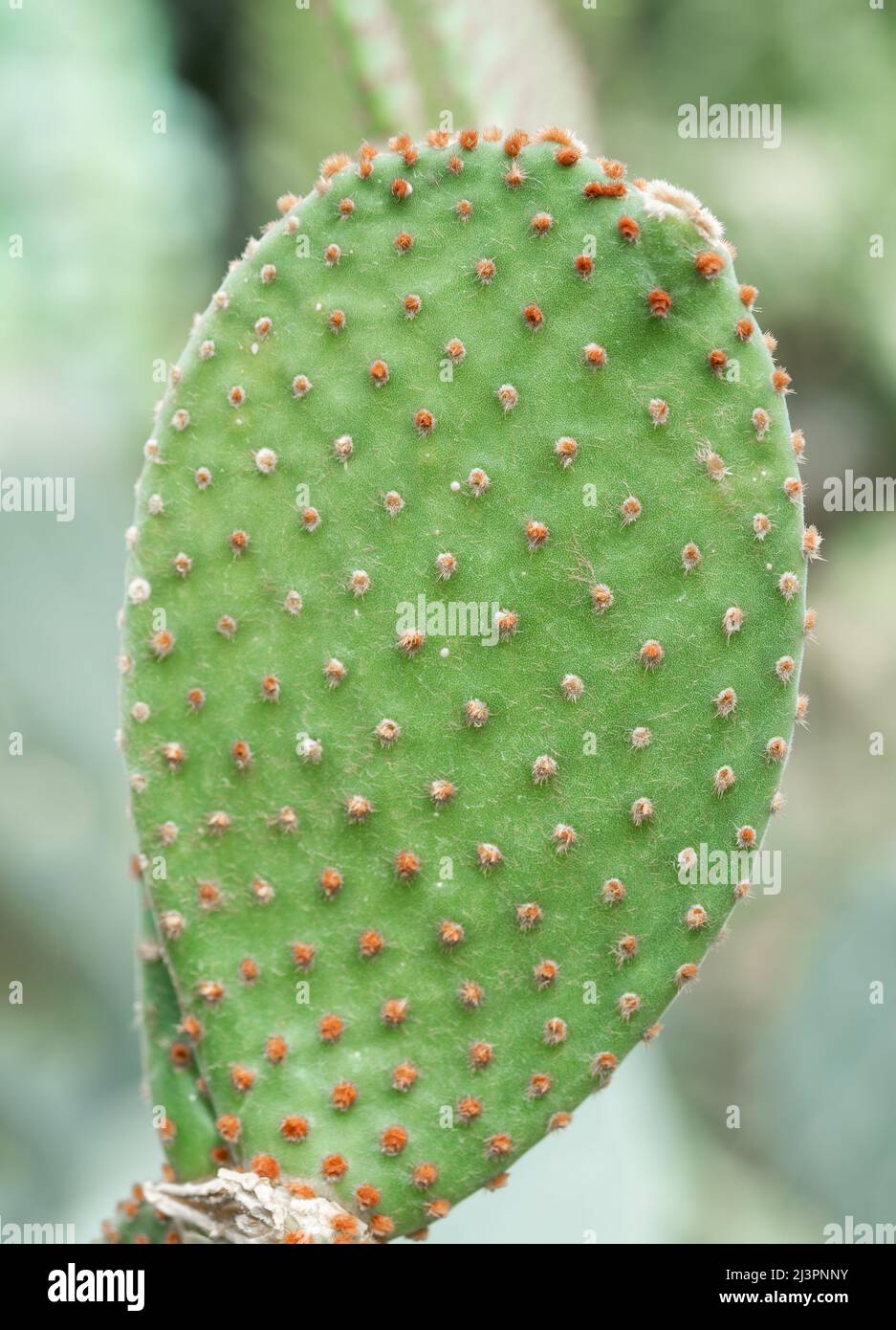 Botany cactaceae angels wings hi-res stock photography and images - Alamy