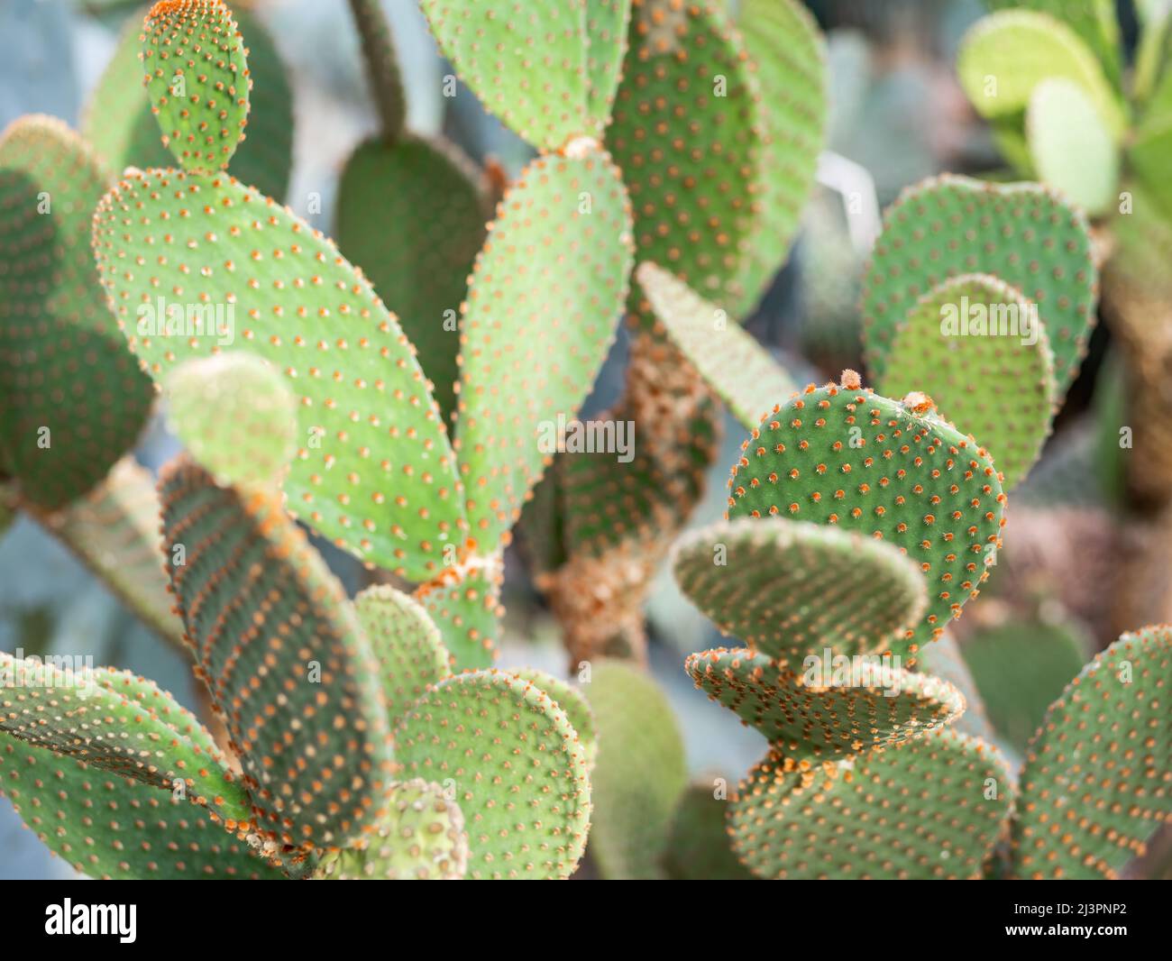 Botany cactaceae angels wings hi-res stock photography and images - Alamy