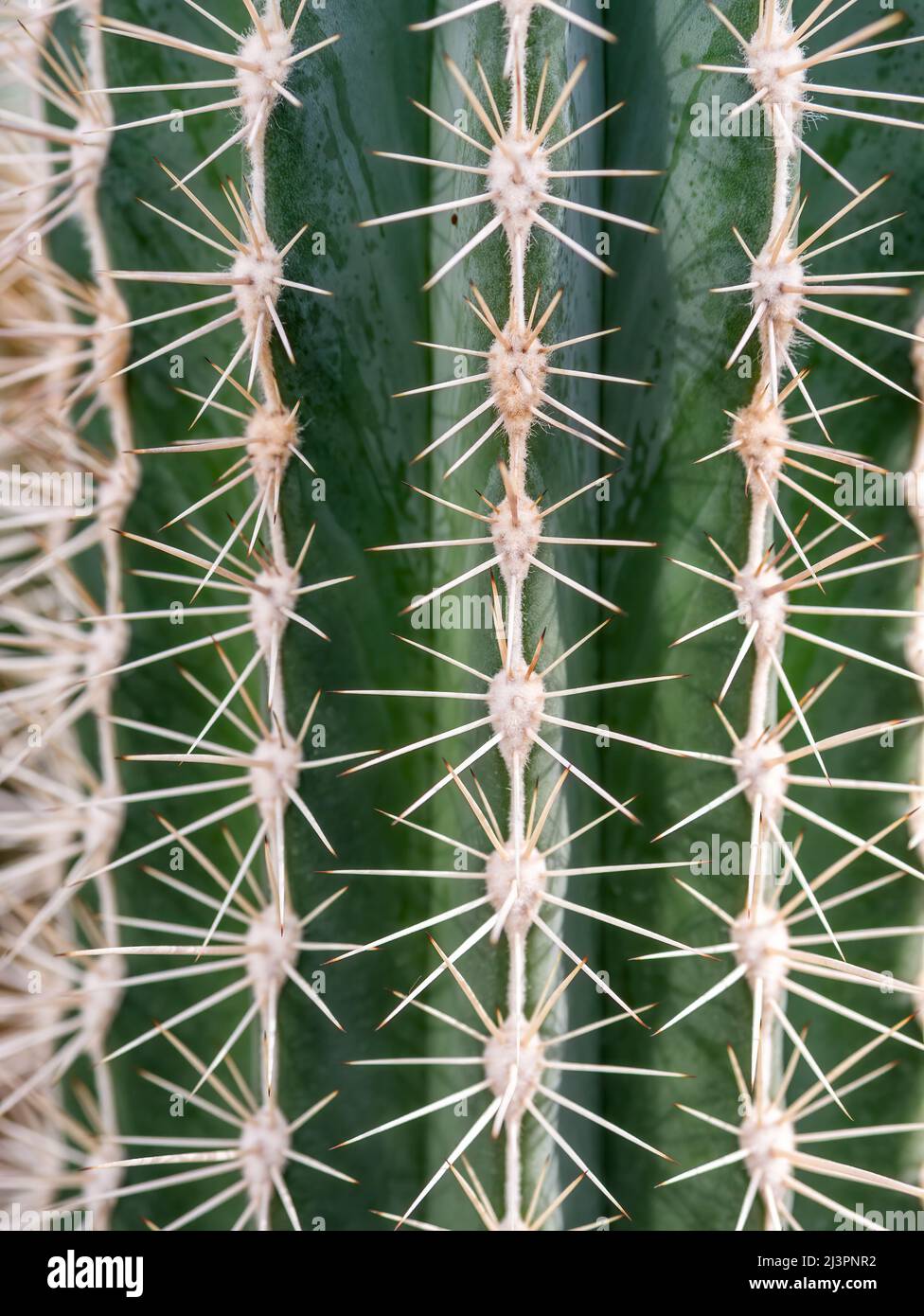 Close up detail with Pachycereus pringlei, also known as Mexican giant ...