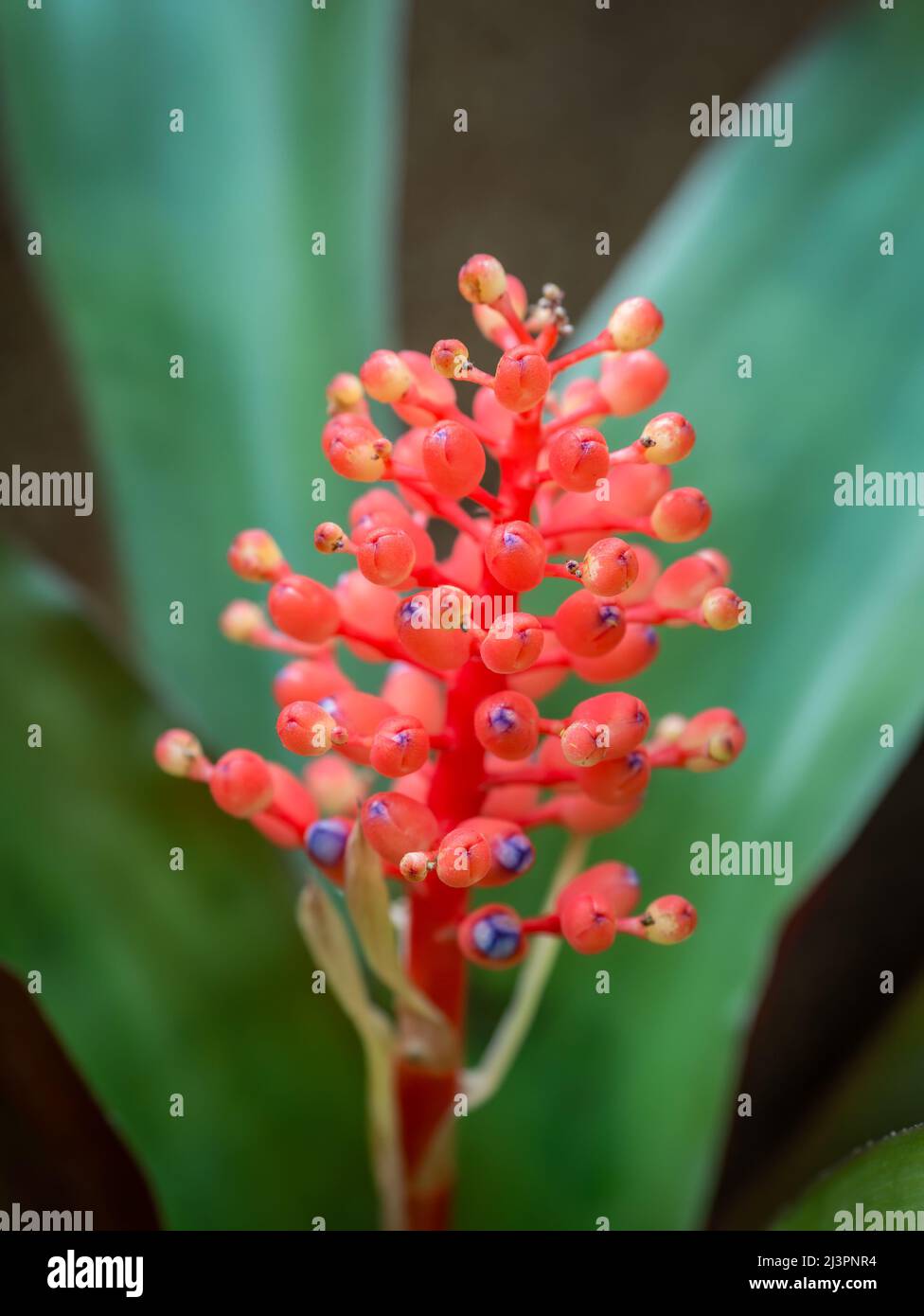 Close up detail with Aechmea miniata red small flower, part of ...